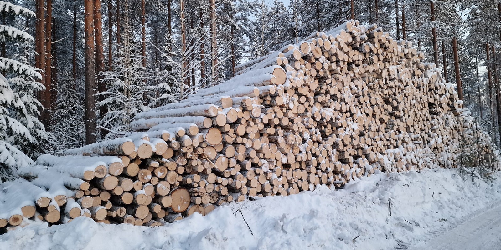 Pulpwood Online -viestintäsivusto on julkaistu – Metsäteho